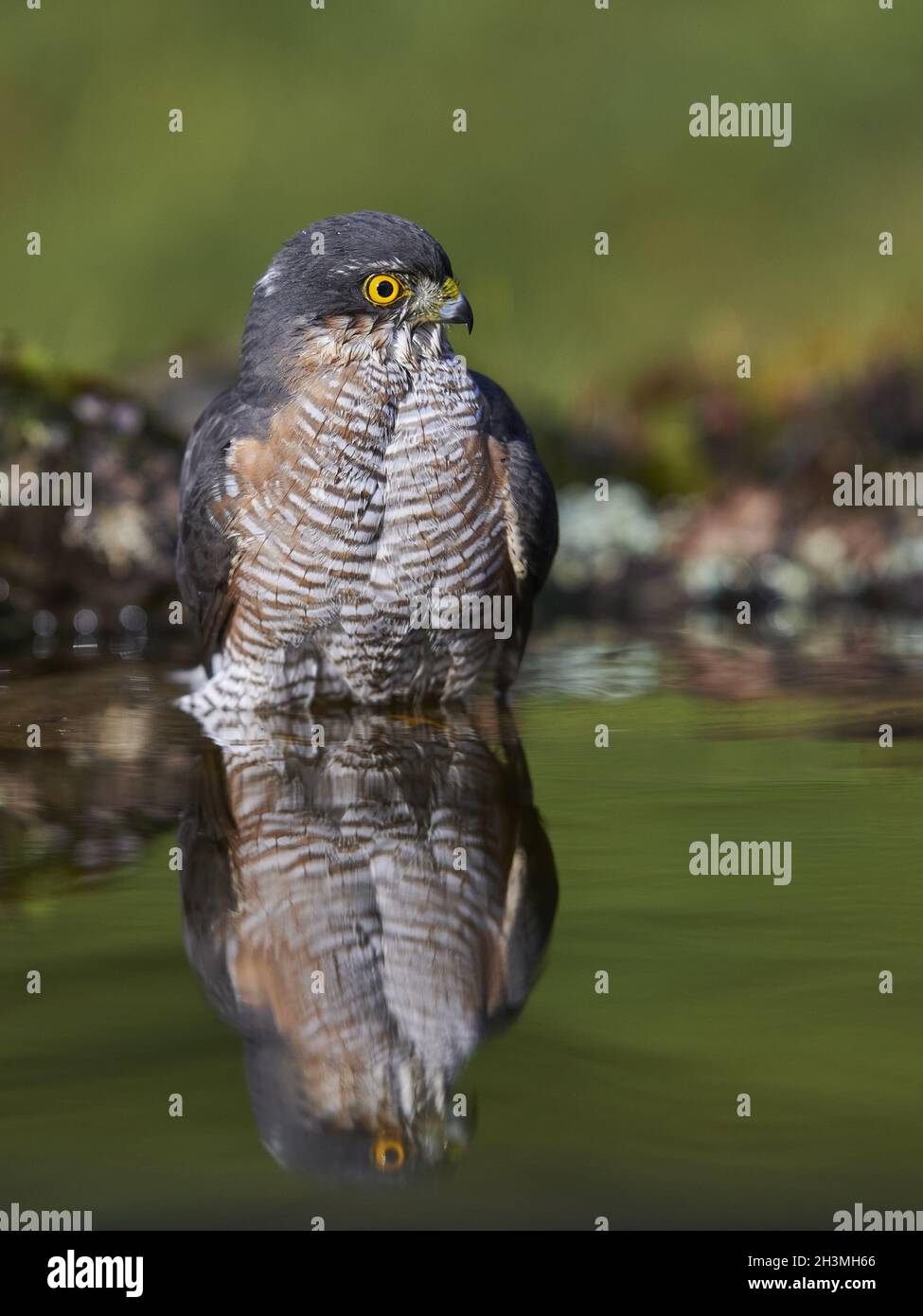 Goshawk sparrow hawk hi-res stock photography and images - Alamy