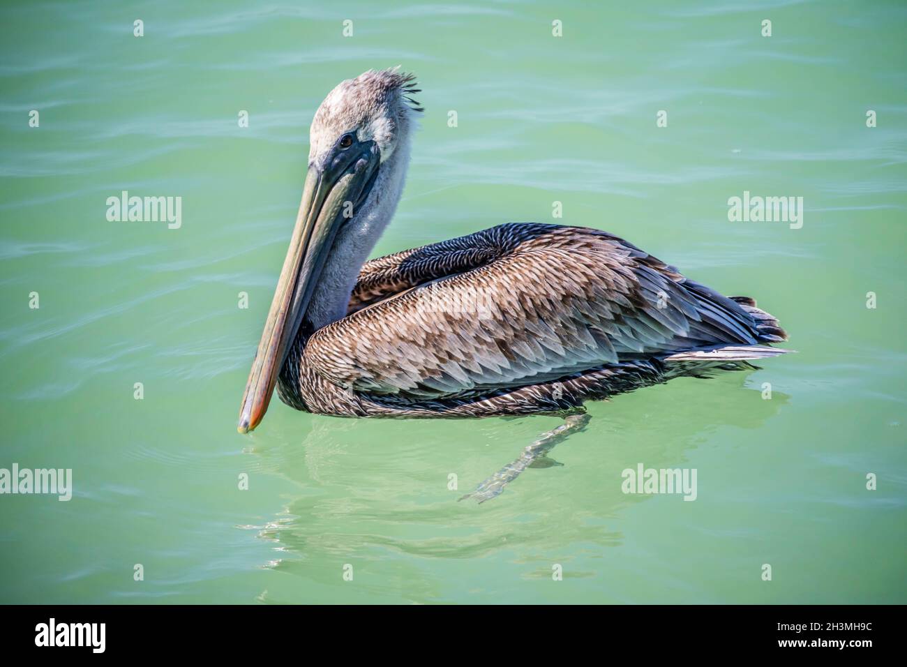 A large pelican bird dipping in the water at Cortez Beach Stock Photo ...