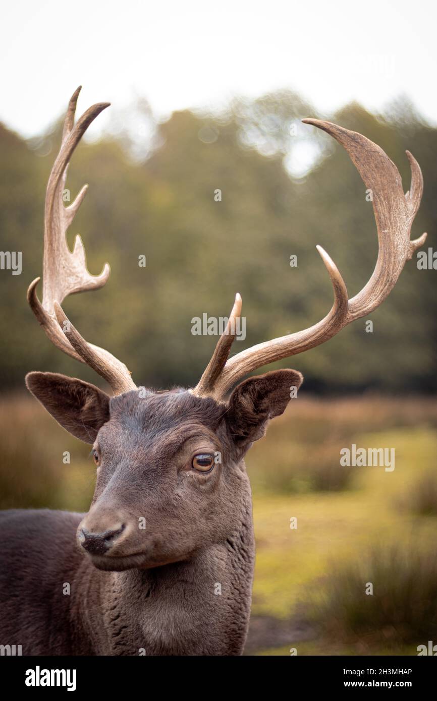 Horned eyes hi-res stock photography and images - Alamy