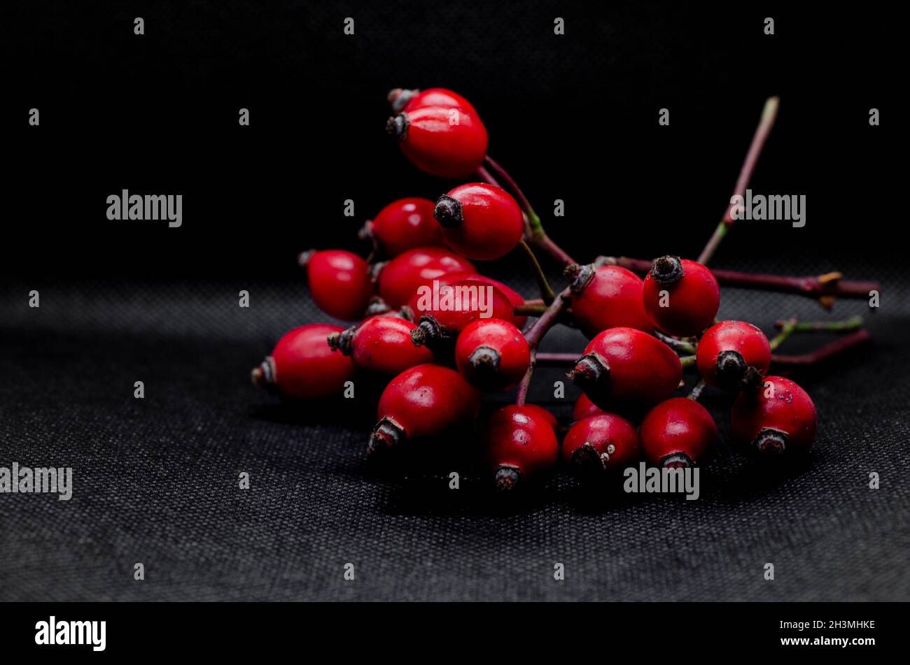 red rose hips on black background Stock Photo - Alamy