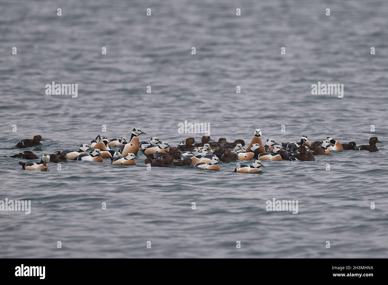 Pinto duck hi-res stock photography and images - Alamy