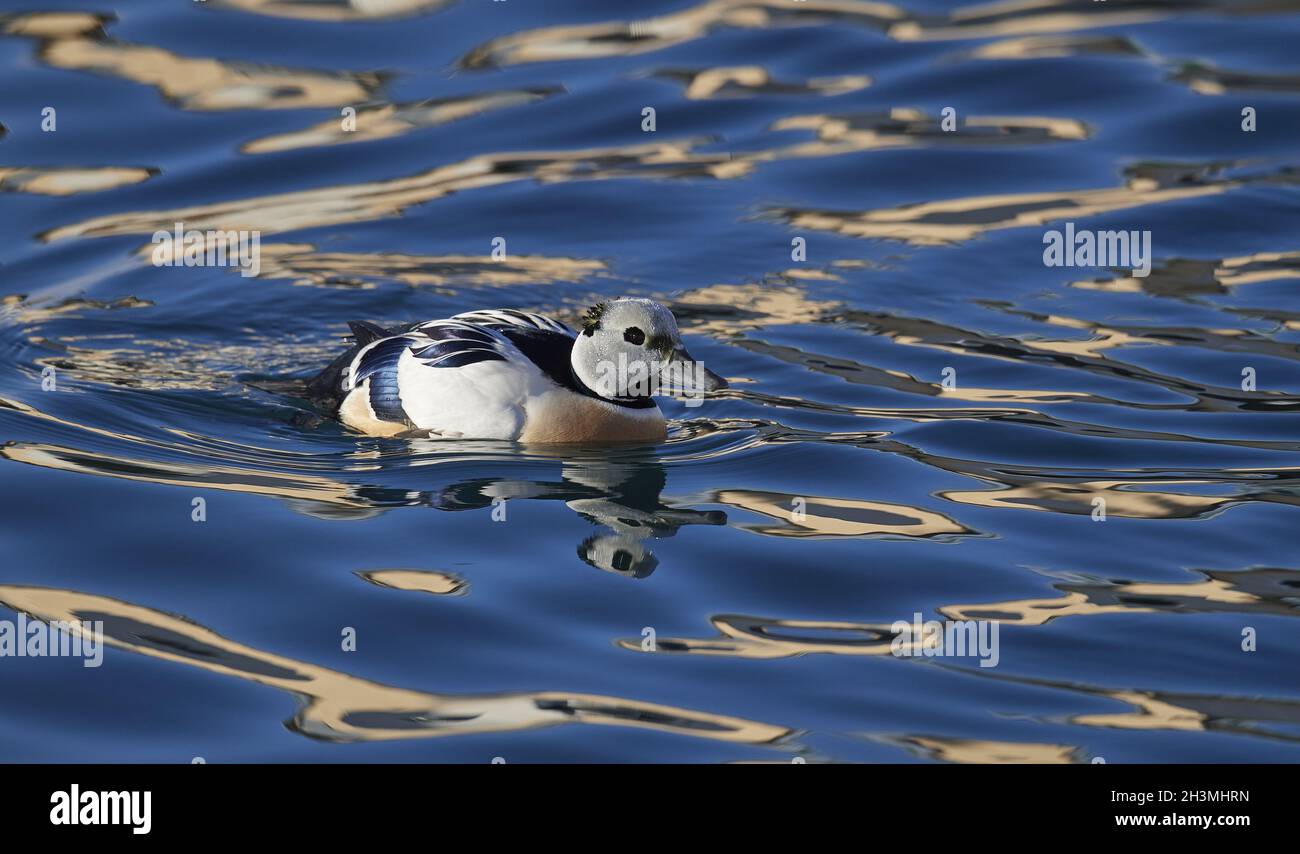 Pinto duck hi-res stock photography and images - Alamy