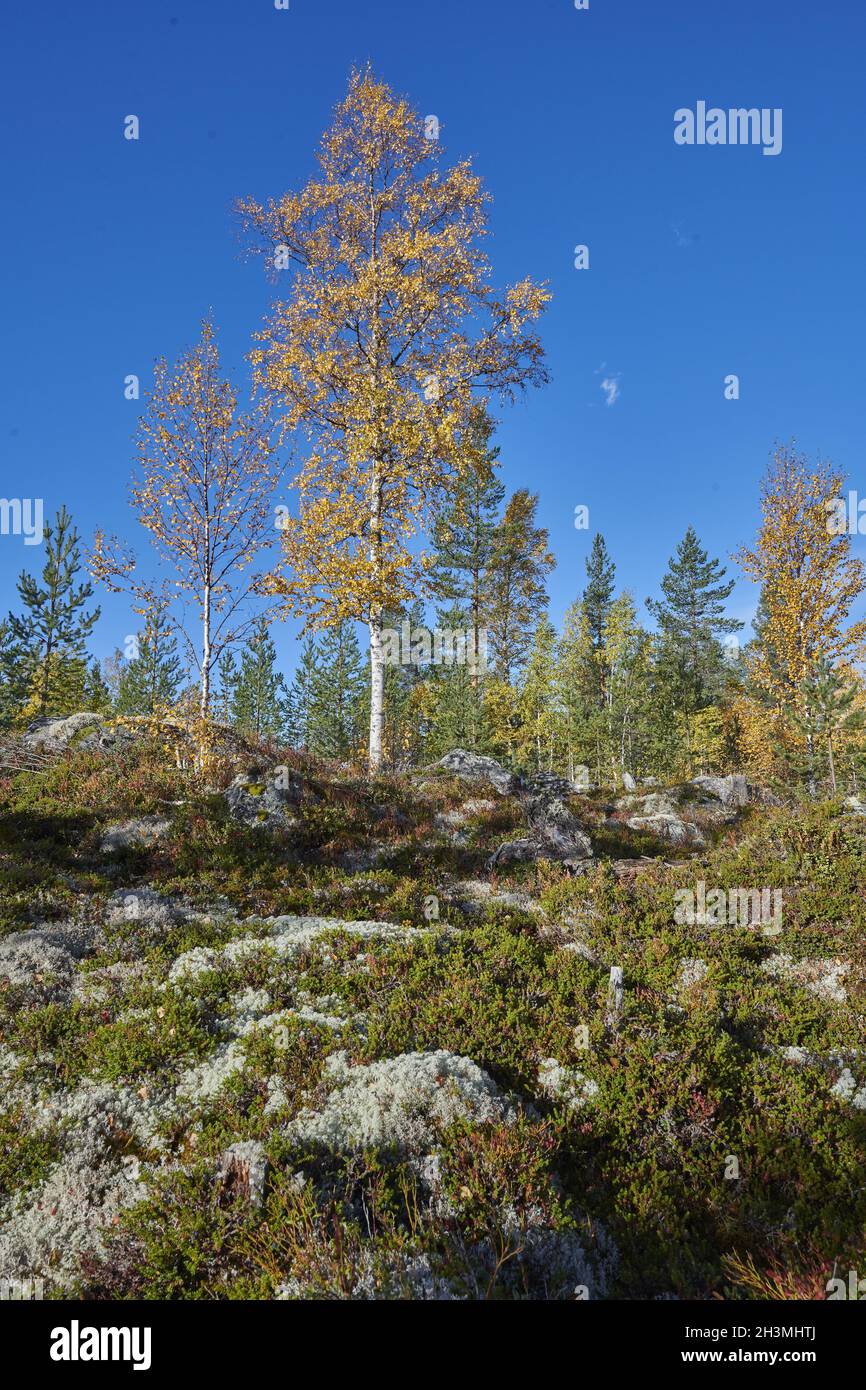 Nationalpark hamra hi-res stock photography and images - Alamy