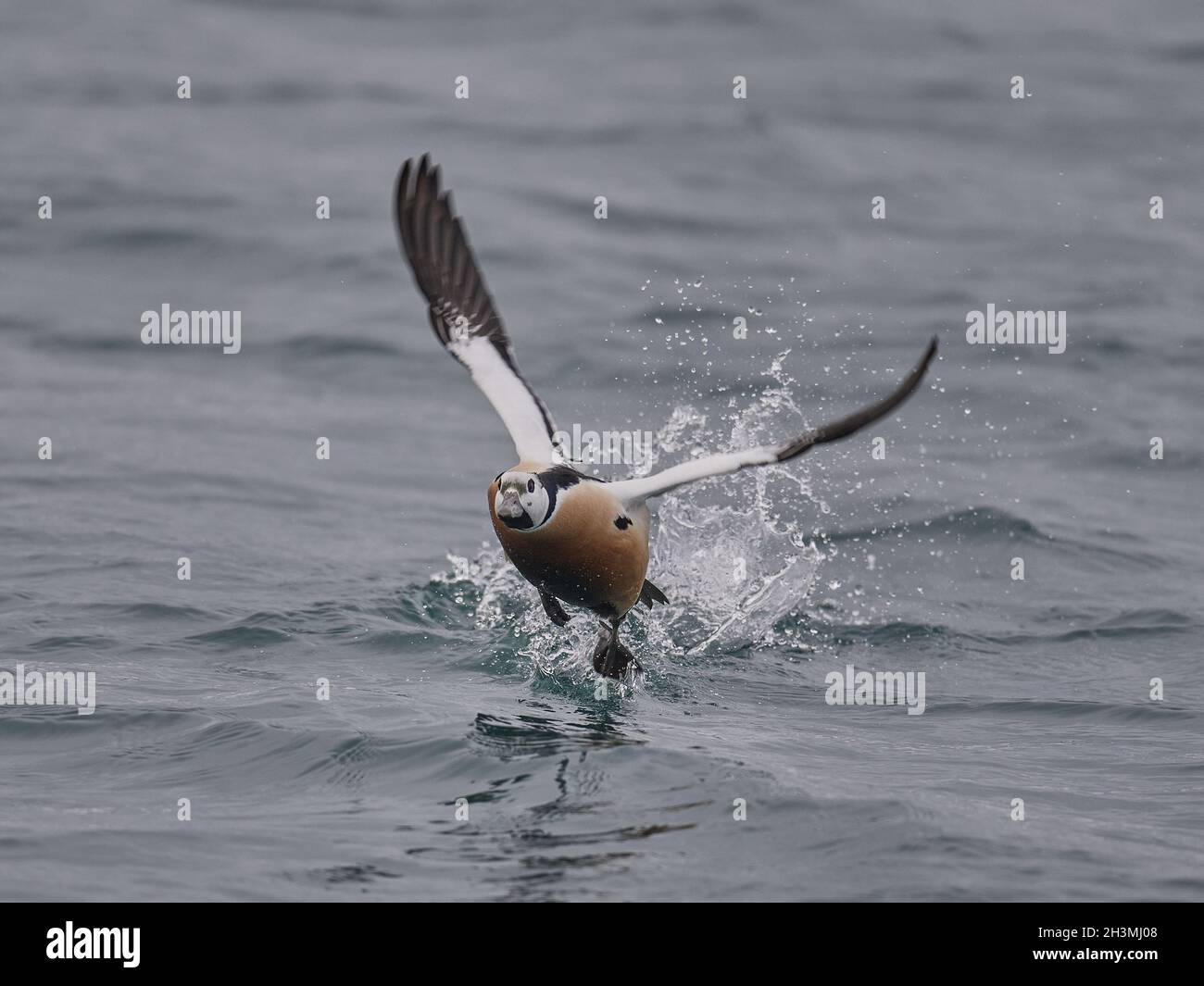 Pinto duck hi-res stock photography and images - Alamy