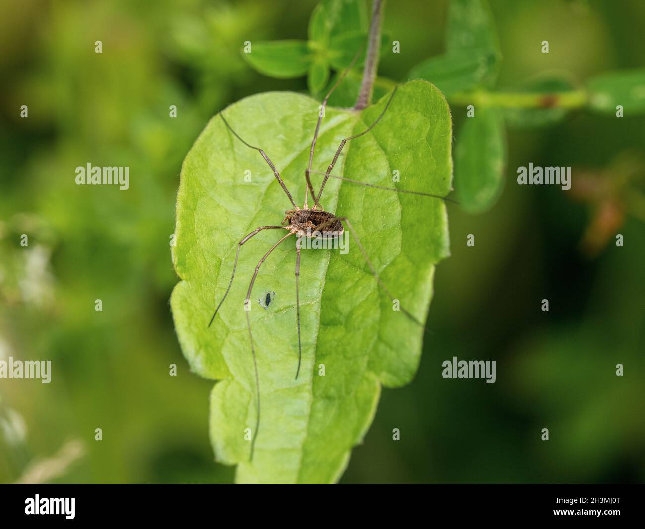 Common Harvestman on a Leaf Stock Photo - Alamy