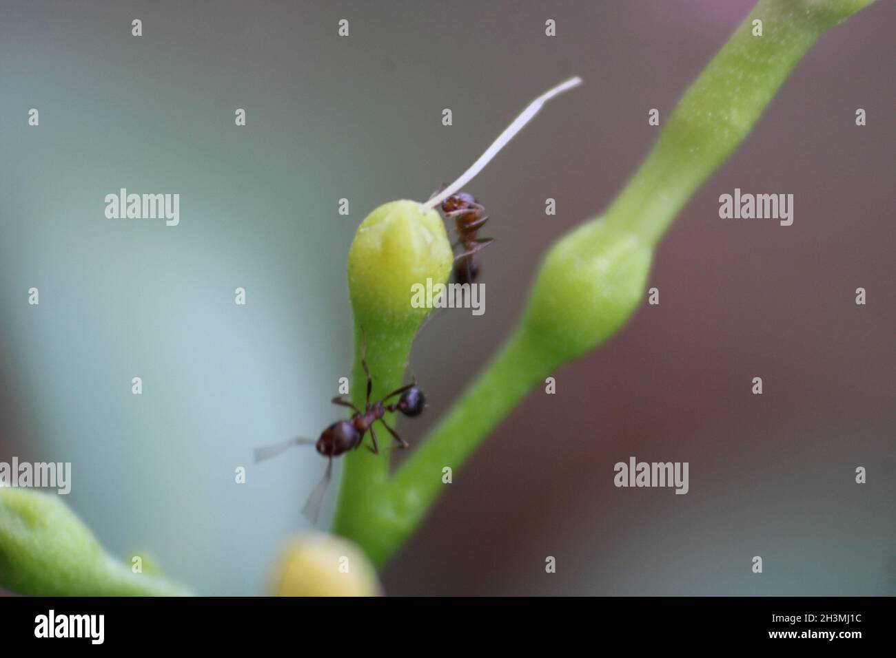 Ants climbing on a plant Stock Photo - Alamy