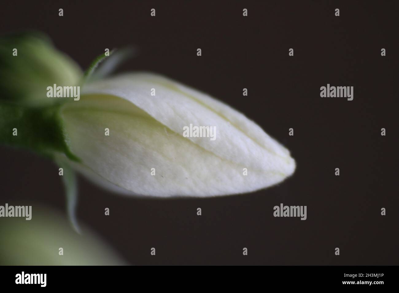 White flo hi-res stock photography and images - Alamy