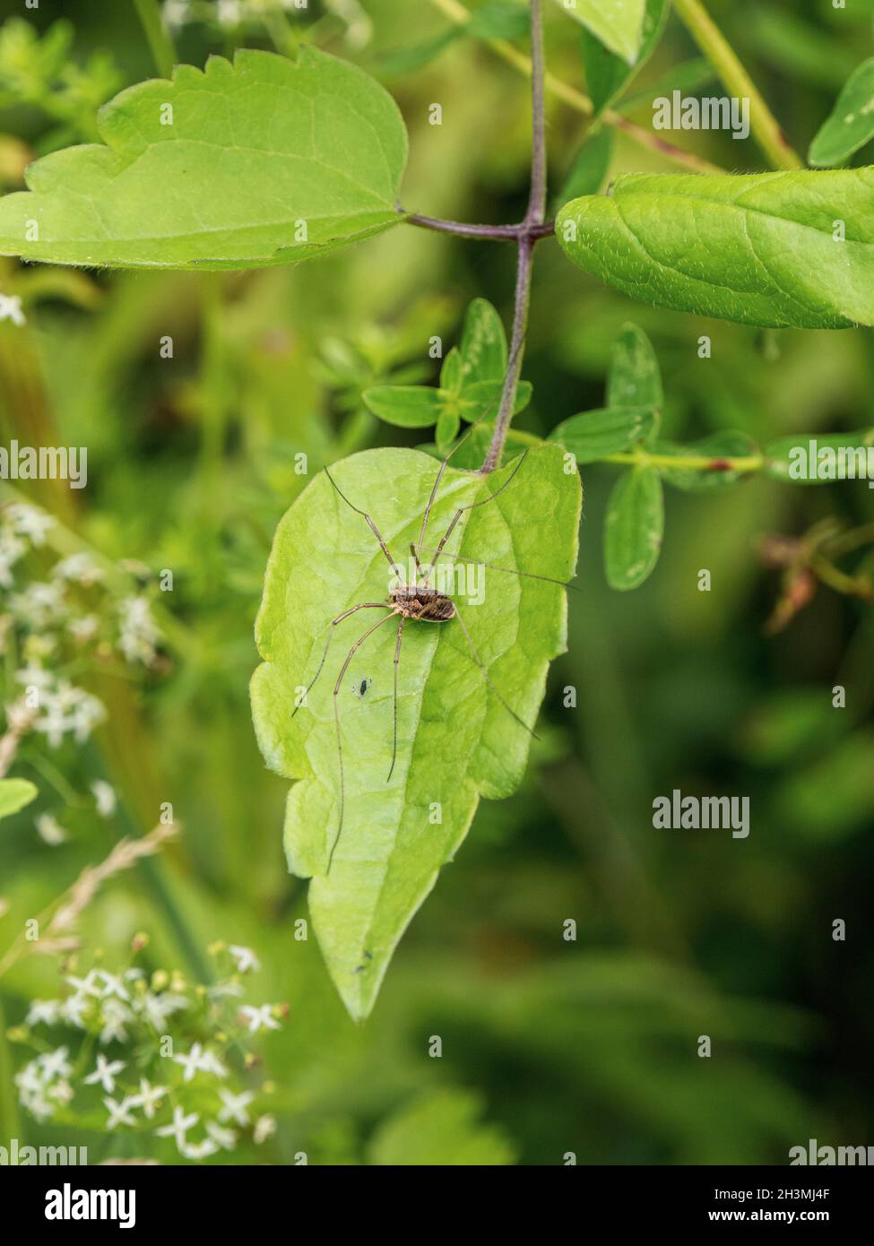 Common Harvestman on a Leaf Stock Photo - Alamy
