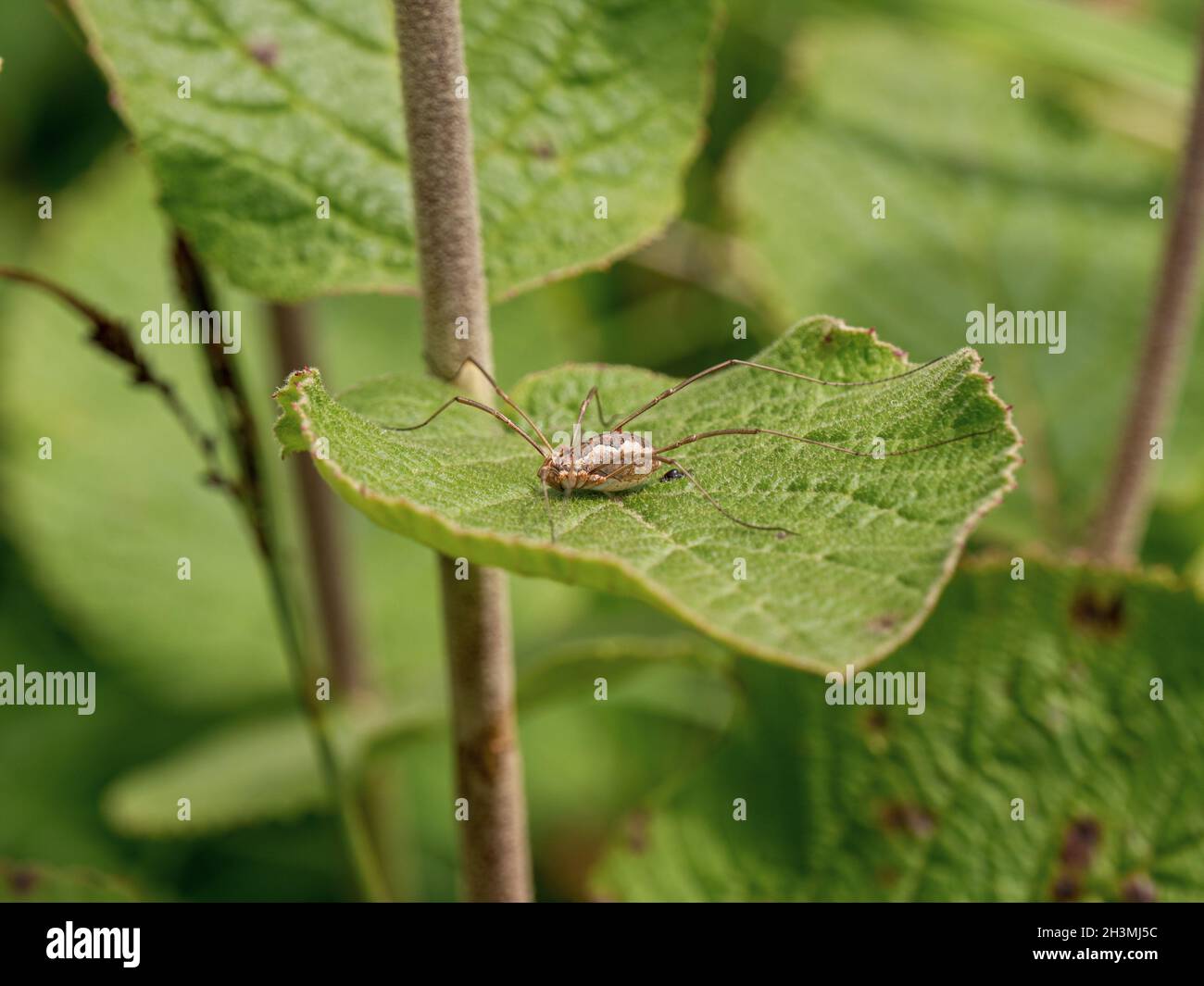Common Harvestman on a Leaf Stock Photo - Alamy