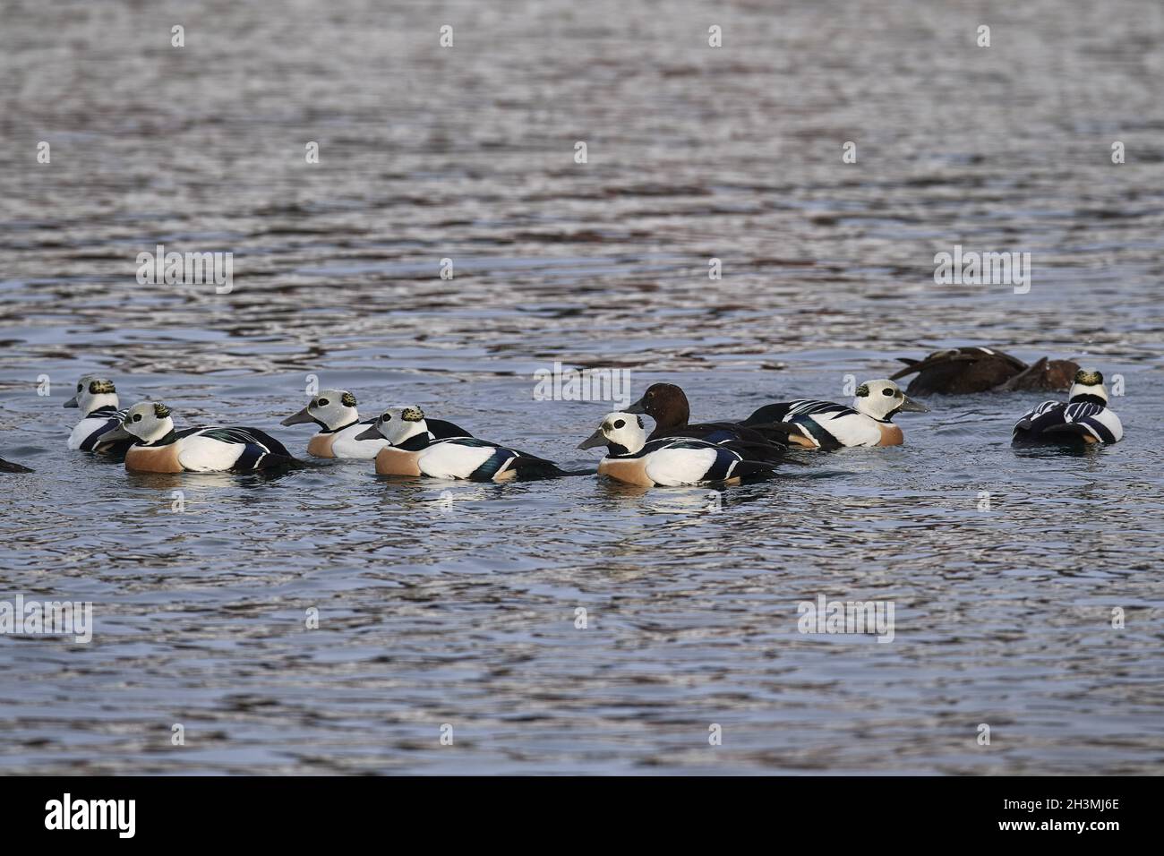 Pinto duck hi-res stock photography and images - Alamy
