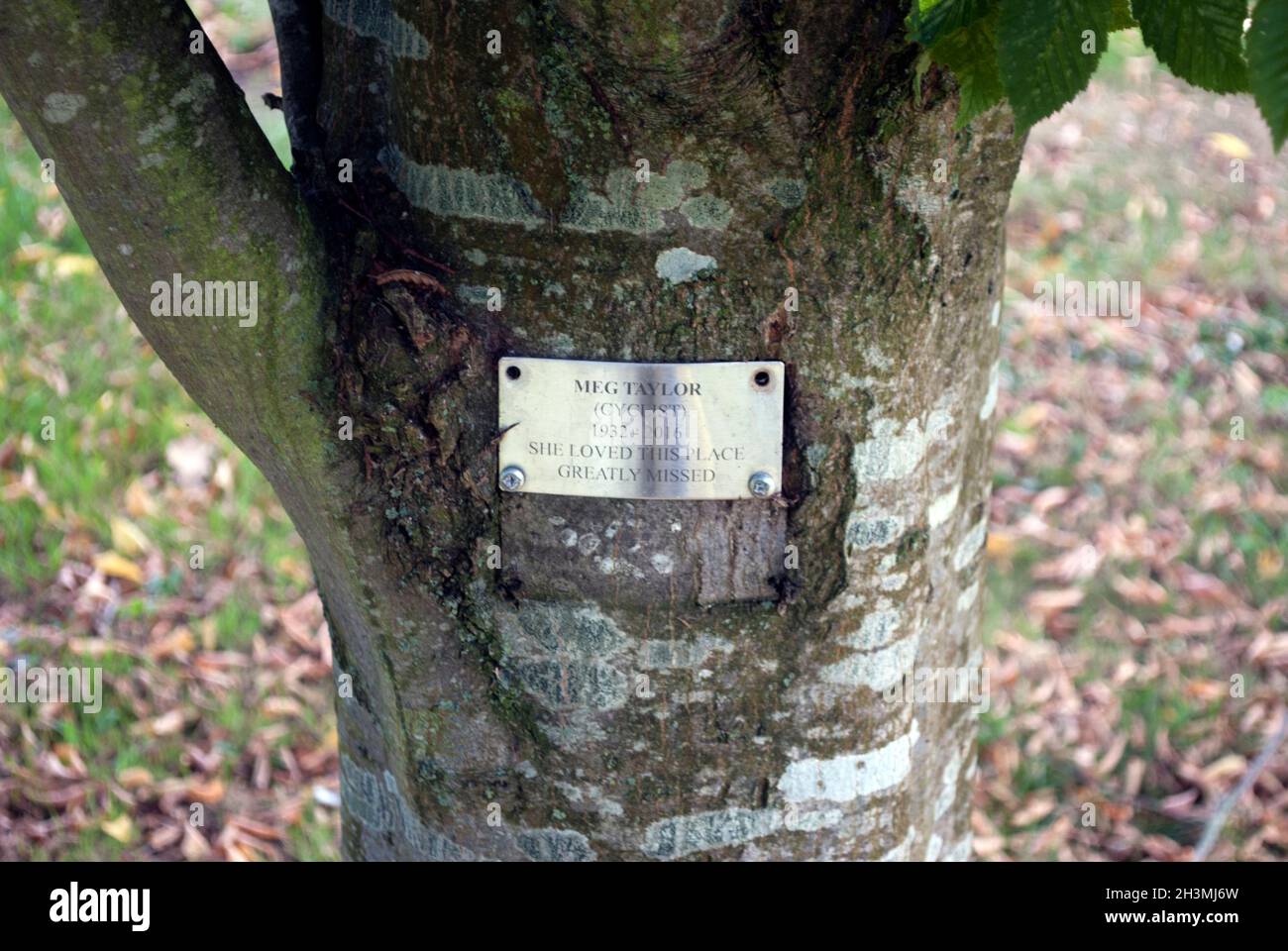 Commemoration tree in Middle One Row, Darlington, County Durham Stock ...