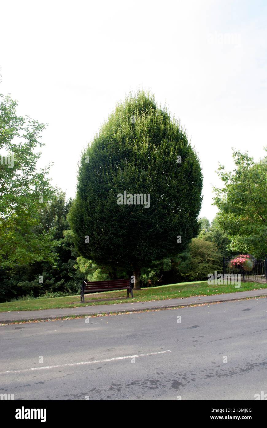 Commemoration tree in Middle One Row, Darlington, County Durham Stock ...