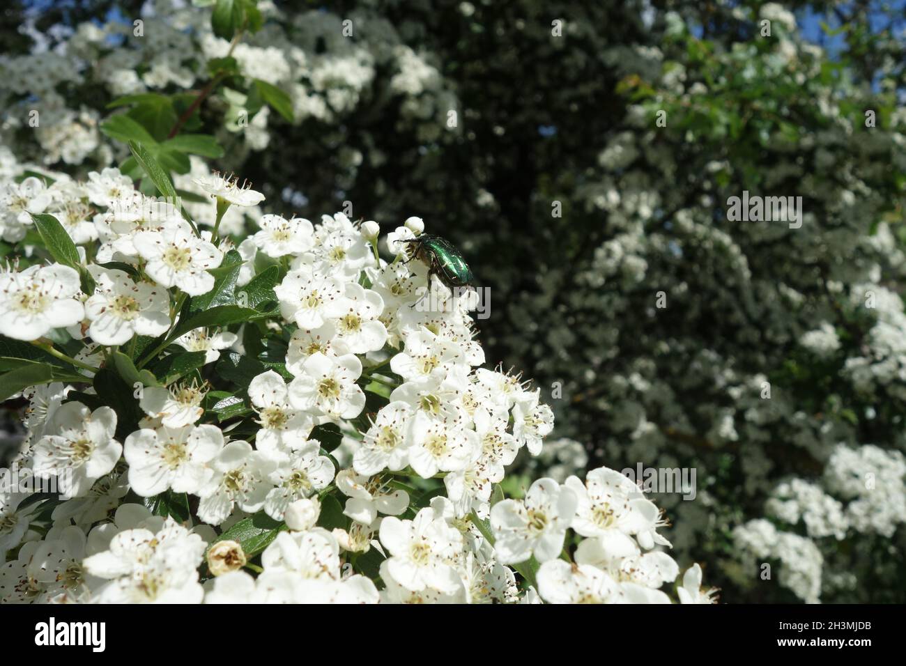 Crataegus monogyna, Common Hawthorn, Rose Chafer Stock Photo - Alamy
