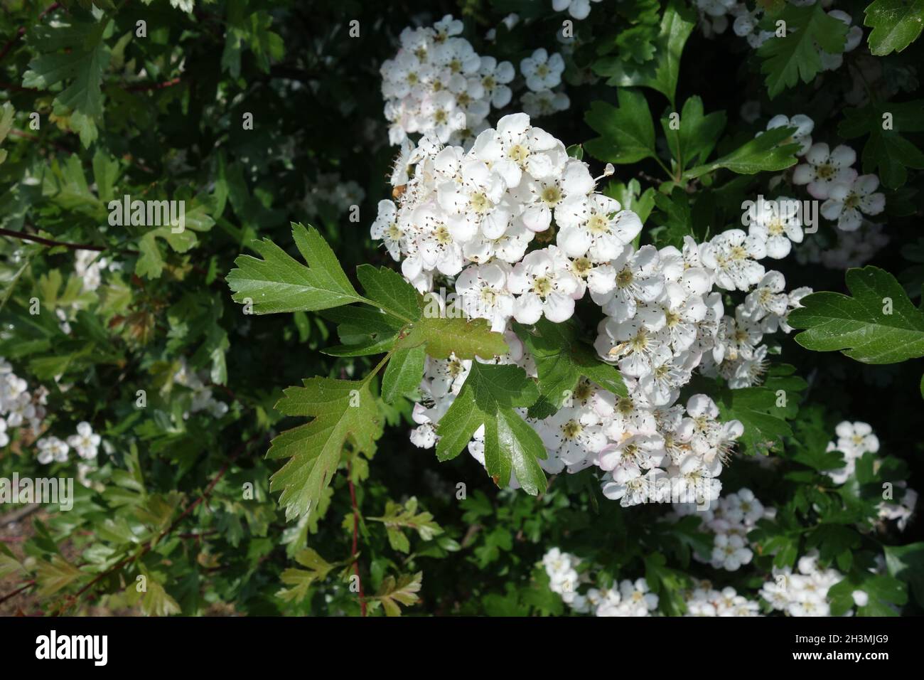 Crataegus monogyna, Common Hawthorn Stock Photo - Alamy