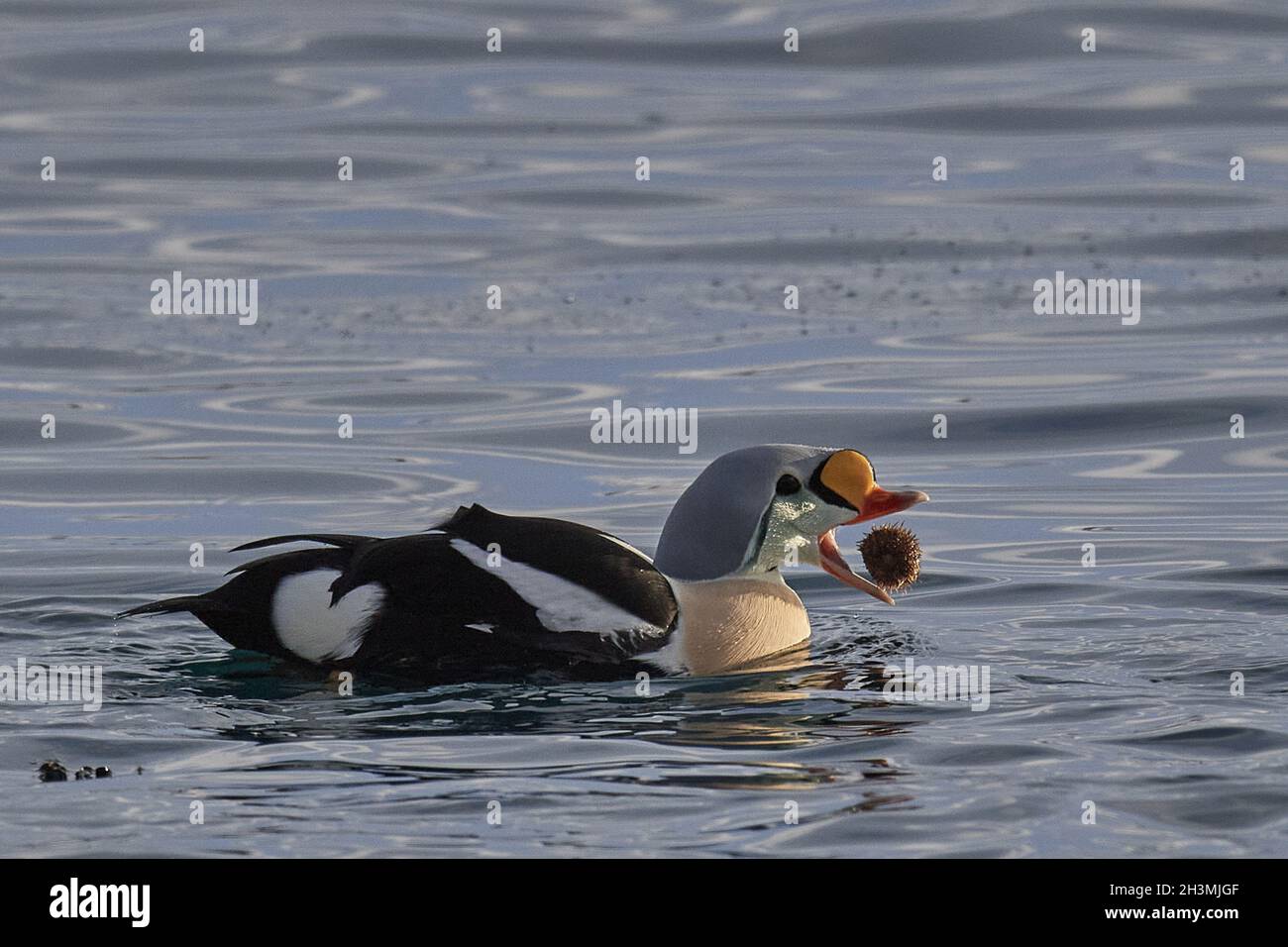 Eider water hi-res stock photography and images - Alamy