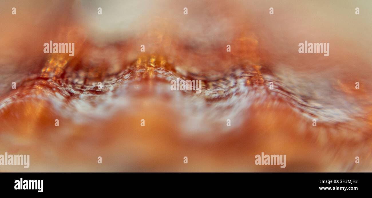 Orange background with blurred edges and focus in the middle. Photo ...