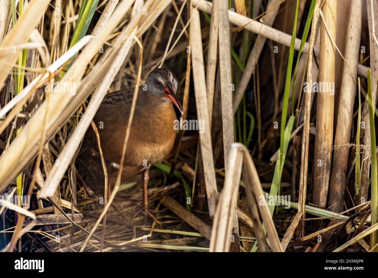 Most common birds in virginia hi-res stock photography and images - Alamy