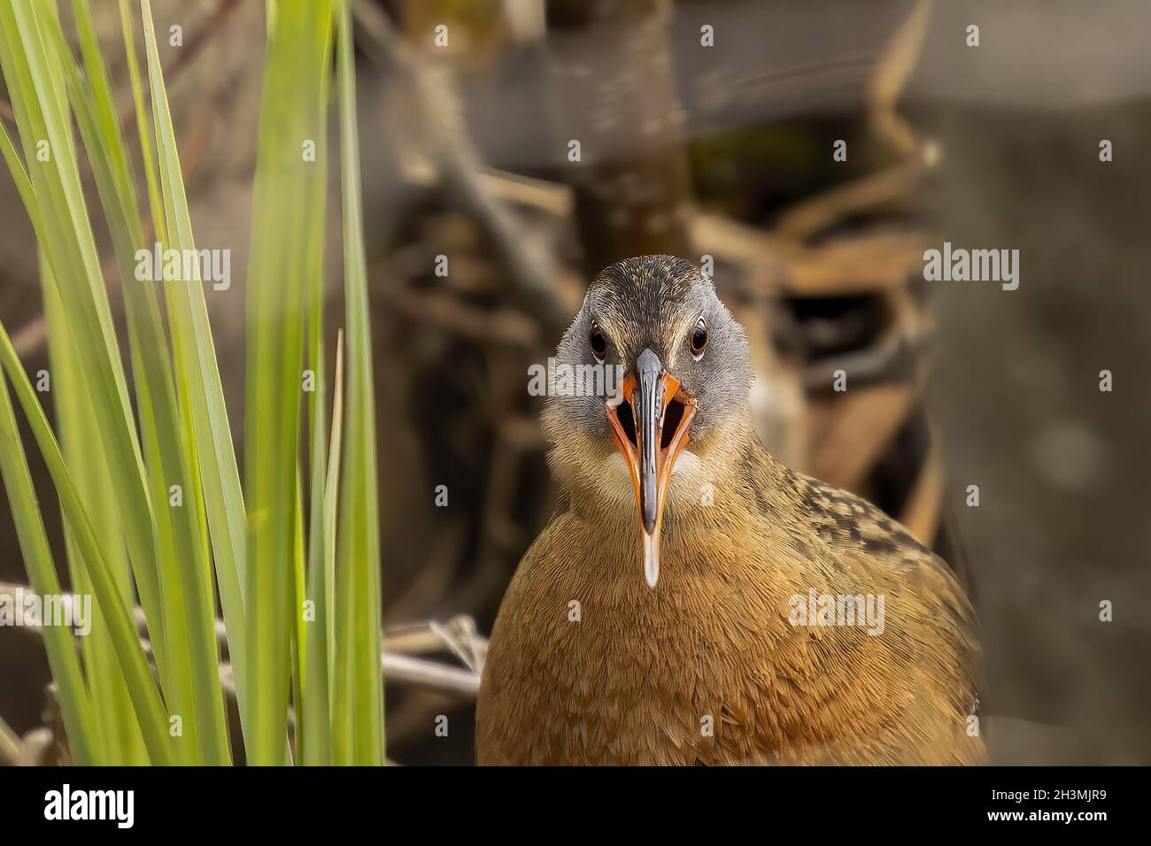 Most common birds in virginia hi-res stock photography and images - Alamy