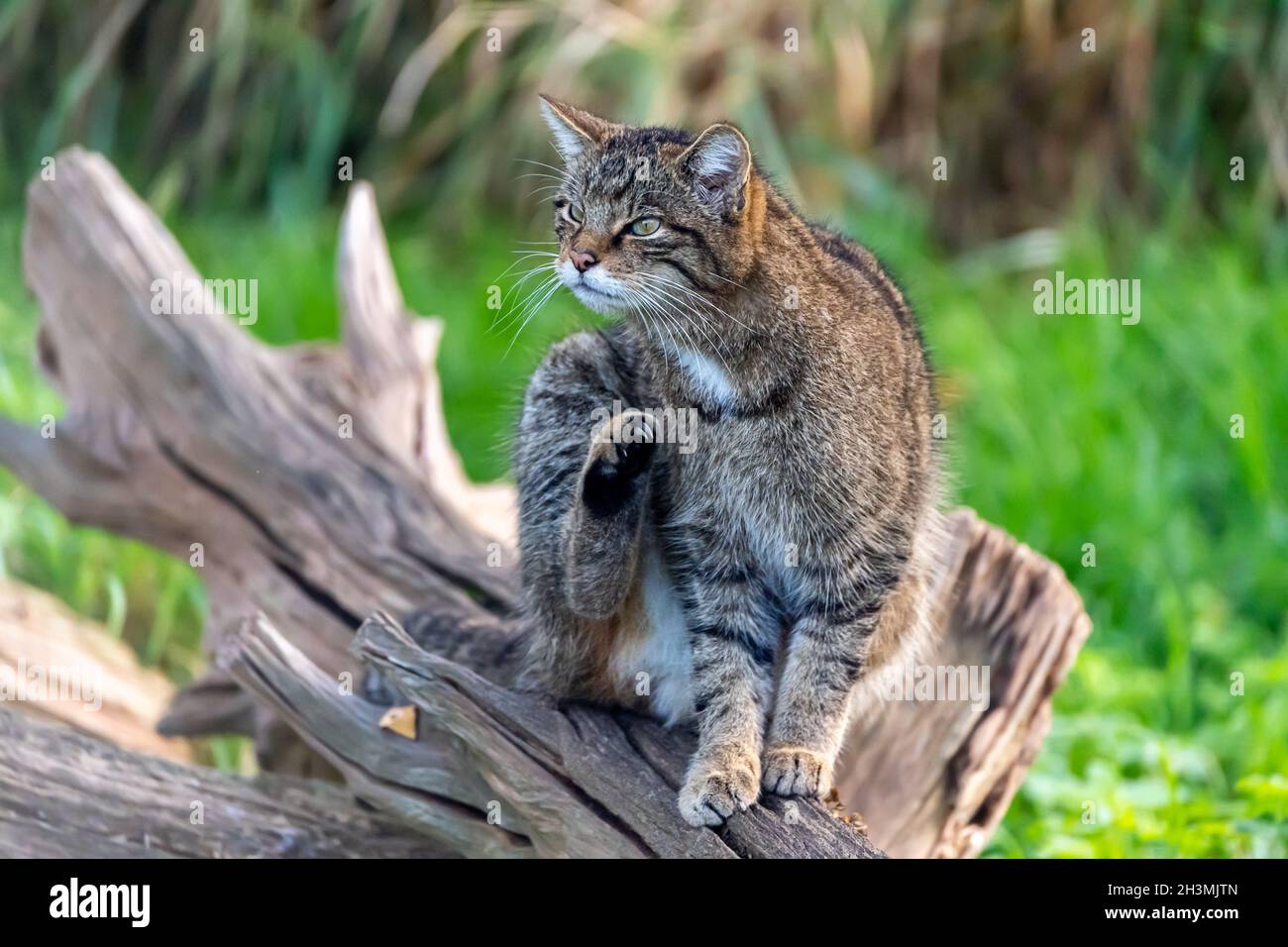 An alert Scottish Wildcat (Felis silvestris) sctaches itself as it sits ...