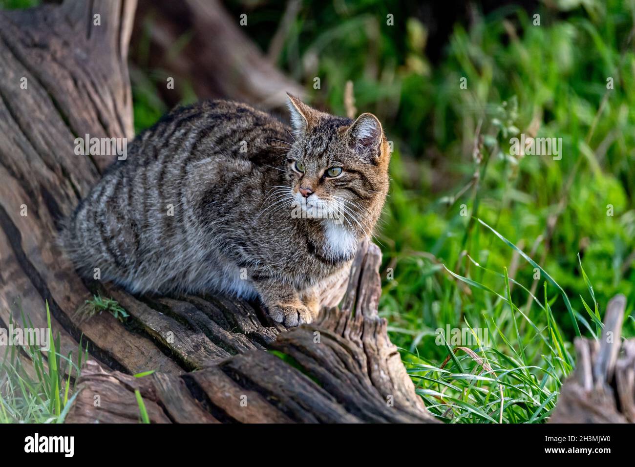 Scottish wildcat tree hi-res stock photography and images - Alamy