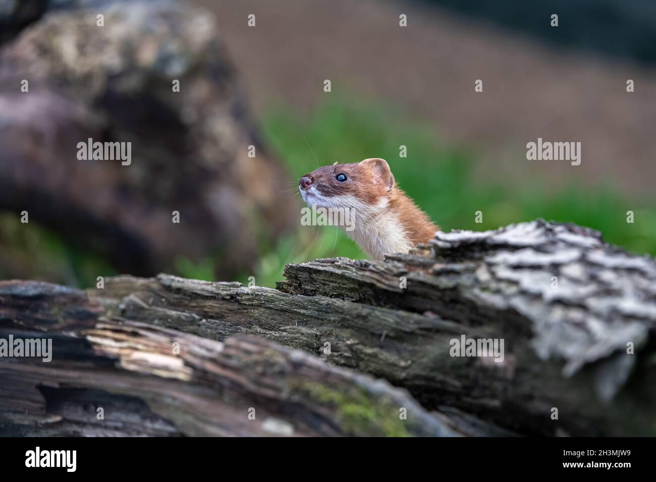 An inquisitive Stoat looks up from behind a log in its enclosure at he ...