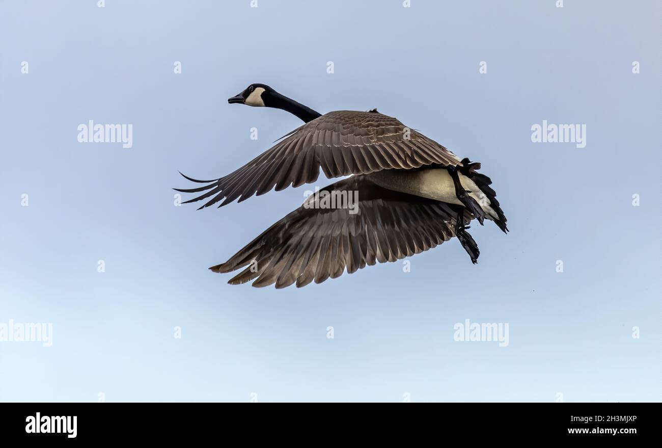 Goose hunting canada hi-res stock photography and images - Alamy