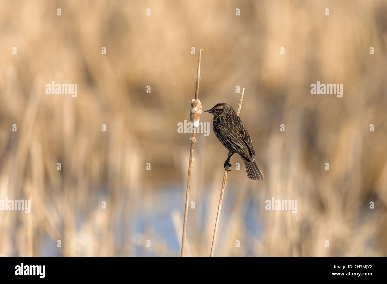 Female red winged blackbird in a swamp Stock Photo - Alamy