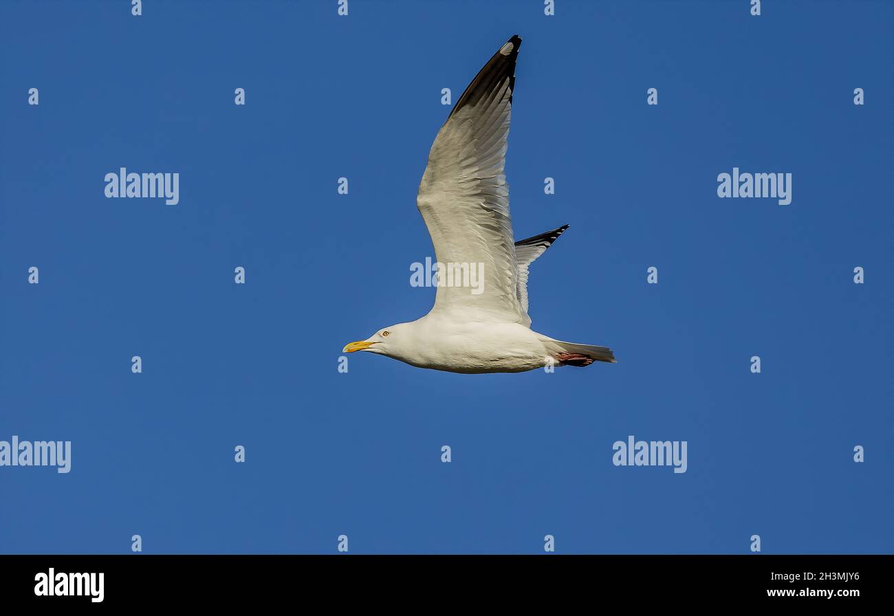 Gull in flight over Lake Michigan Stock Photo - Alamy