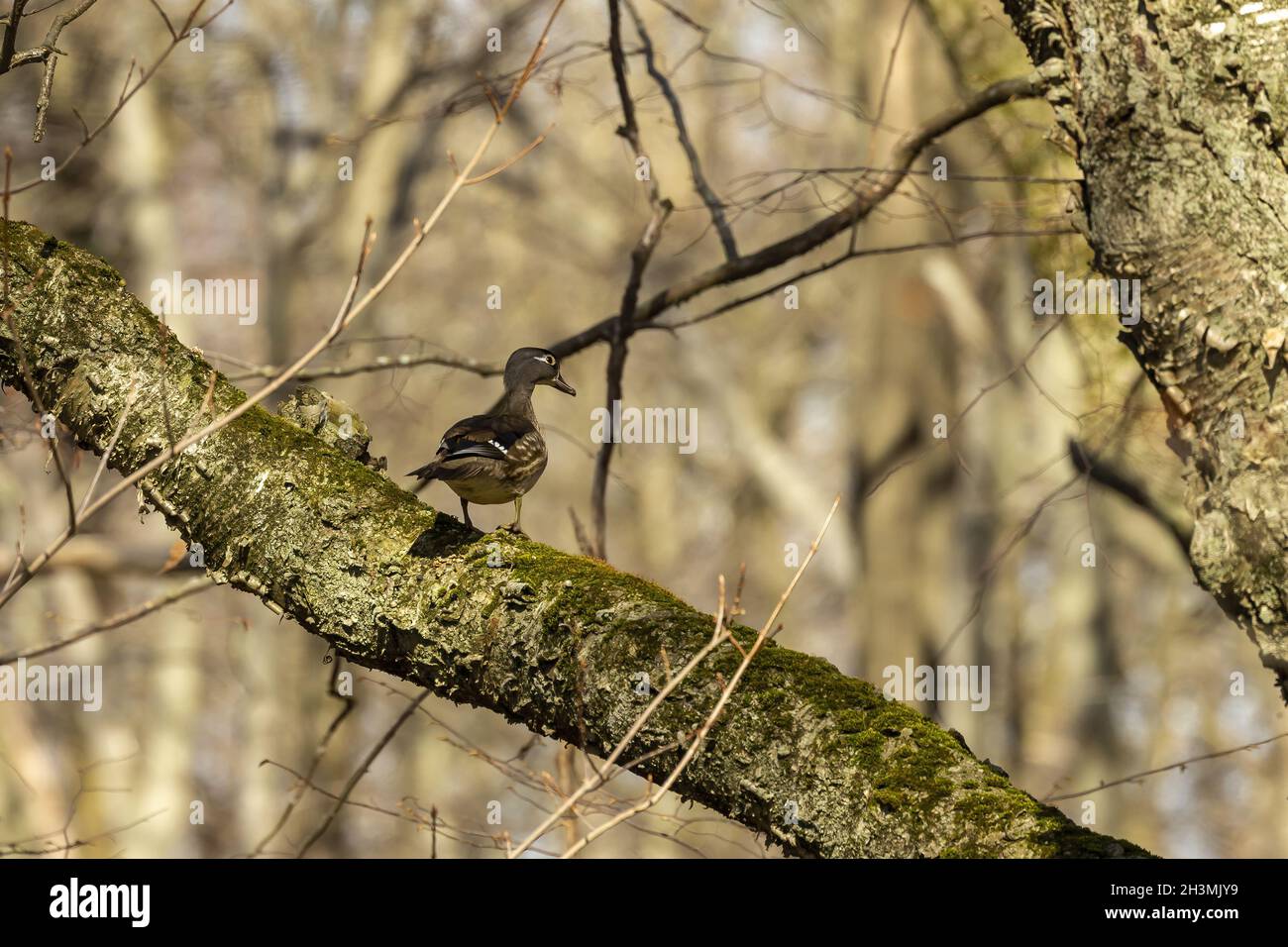 Female Wood Duck on the forest Stock Photo - Alamy