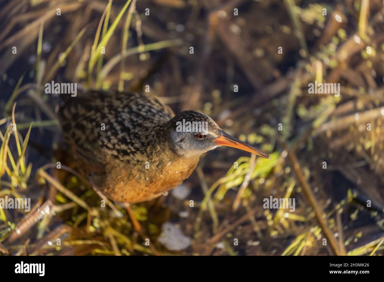 The Virginia rai (Rallus limicola) Small water bird in the marsh Stock ...