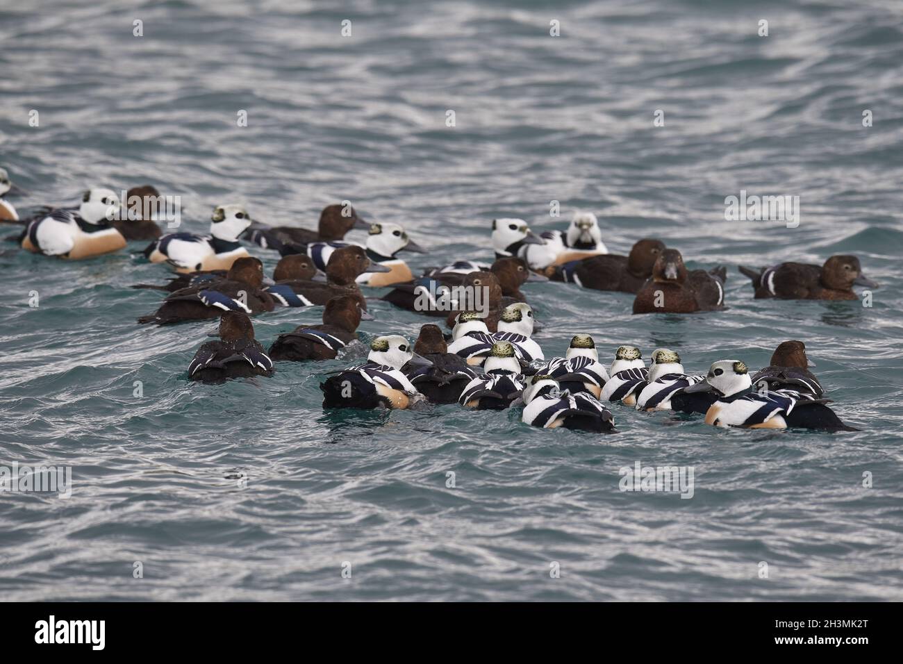 Pinto duck hi-res stock photography and images - Alamy