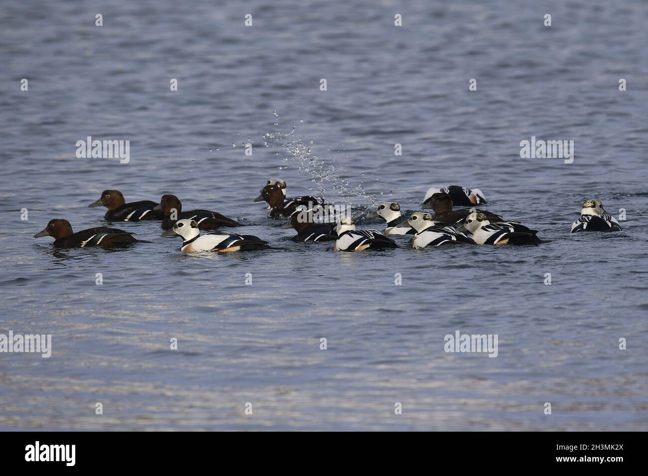 Pinto duck hi-res stock photography and images - Alamy