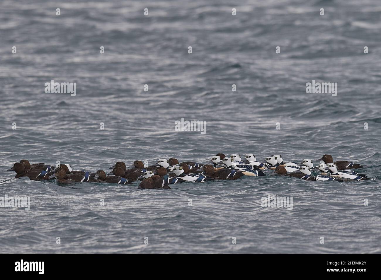 Pinto duck hi-res stock photography and images - Alamy