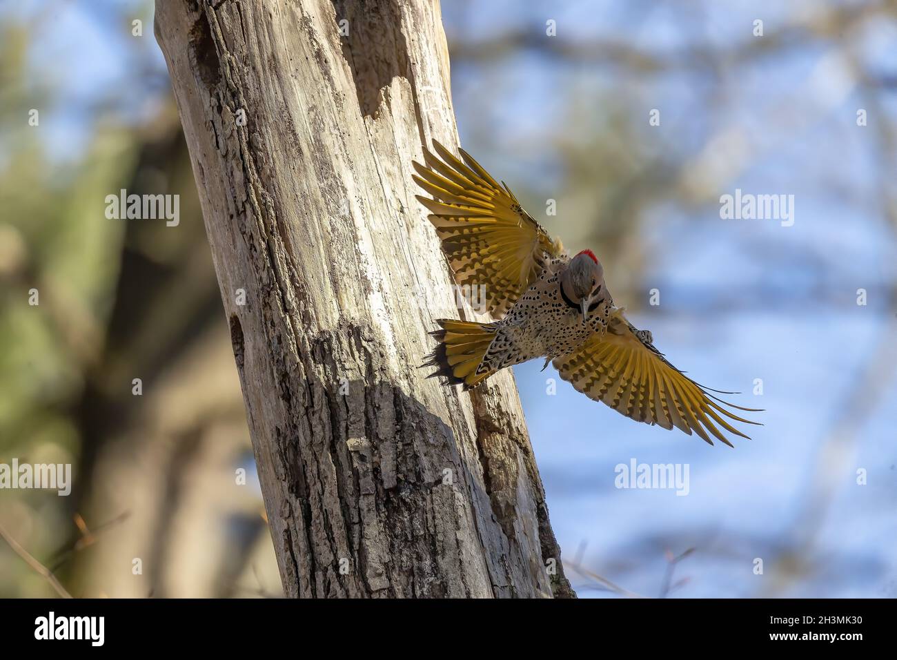 Bird. The red bellied in flight on the spring Stock Photo - Alamy