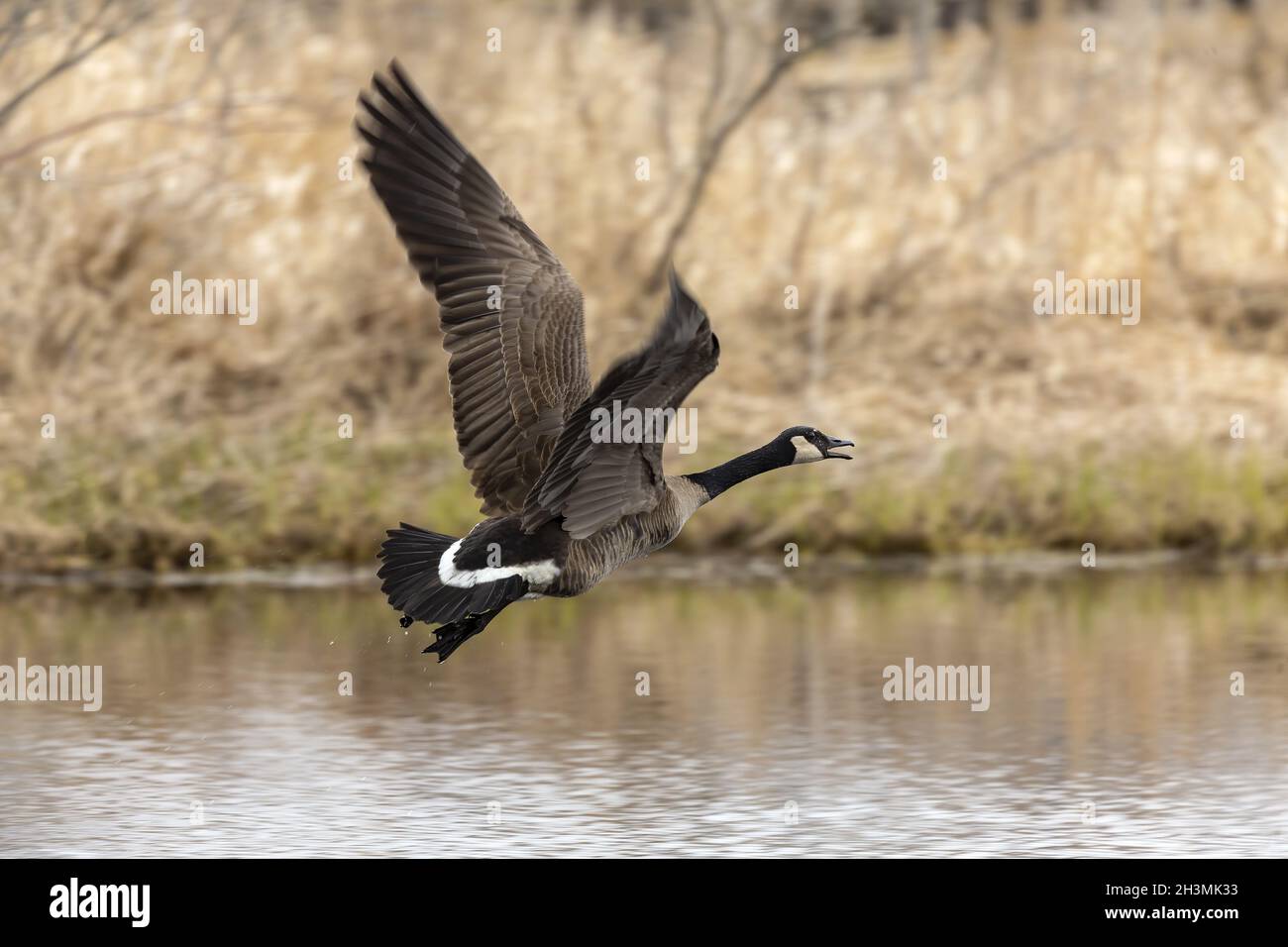 Canada goose feathers hi-res stock photography and images - Alamy