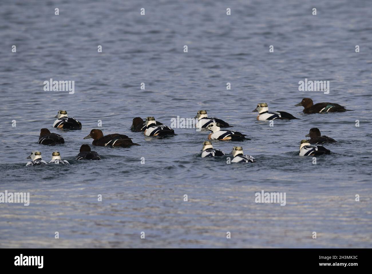 Pinto duck hi-res stock photography and images - Alamy