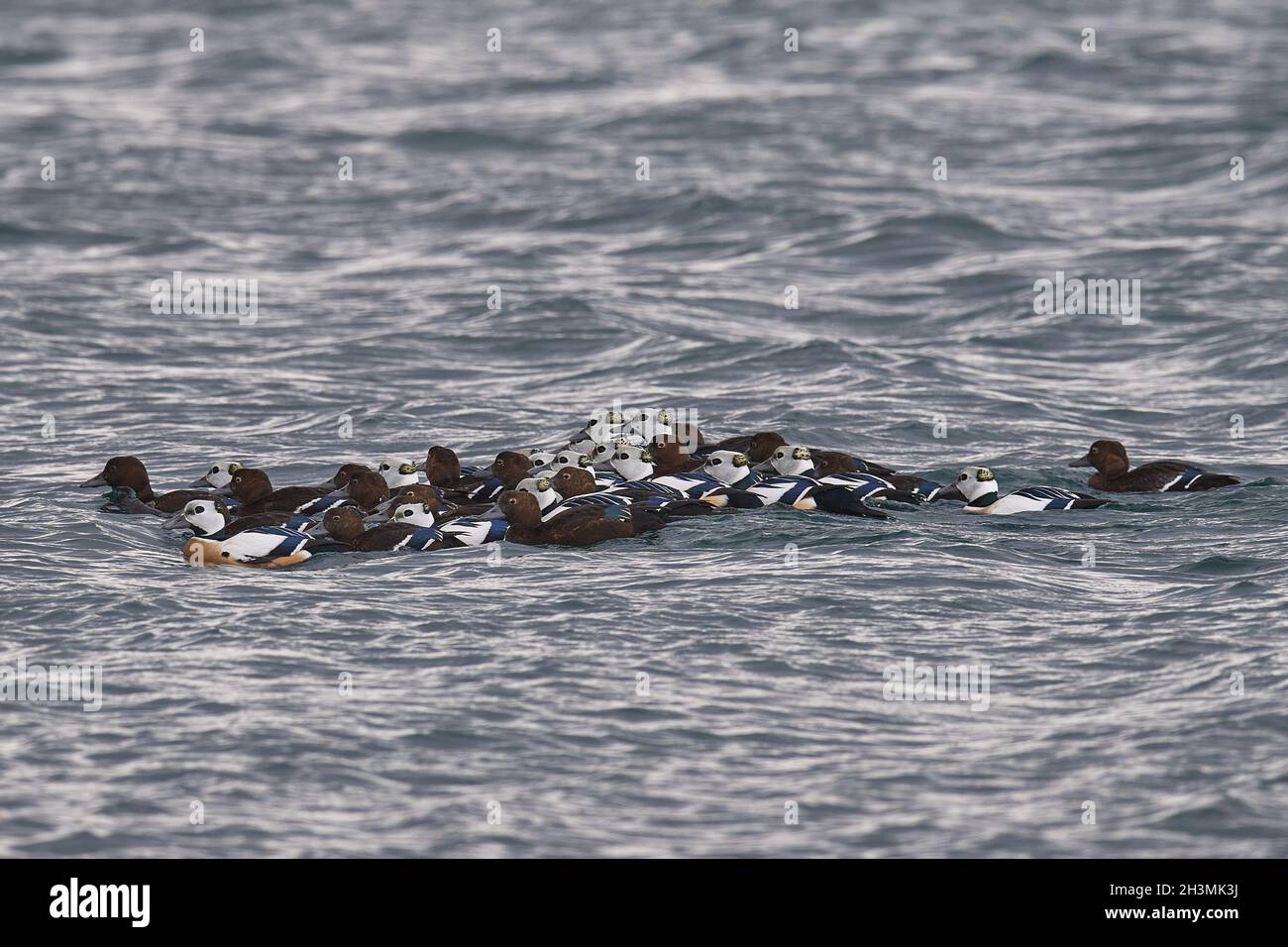 Pinto duck hi-res stock photography and images - Alamy
