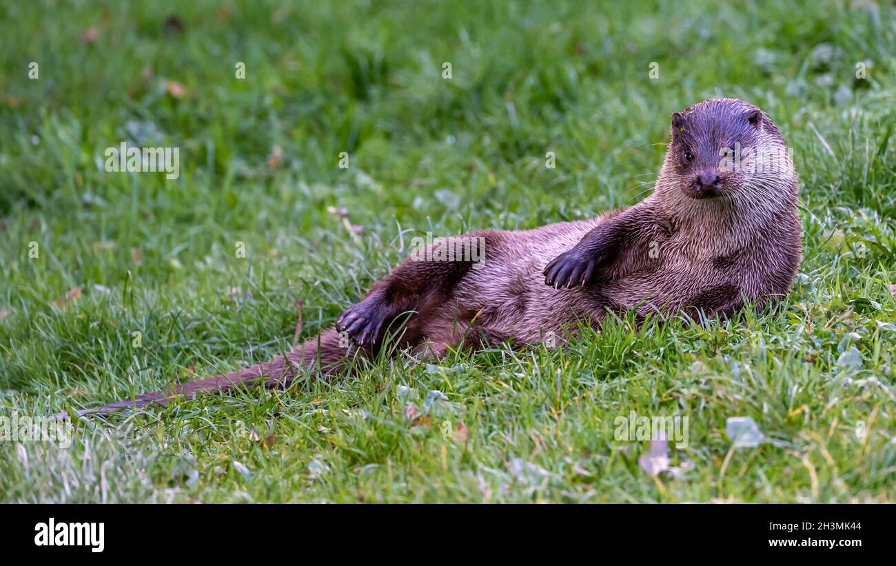 Lounging otter hi-res stock photography and images - Alamy