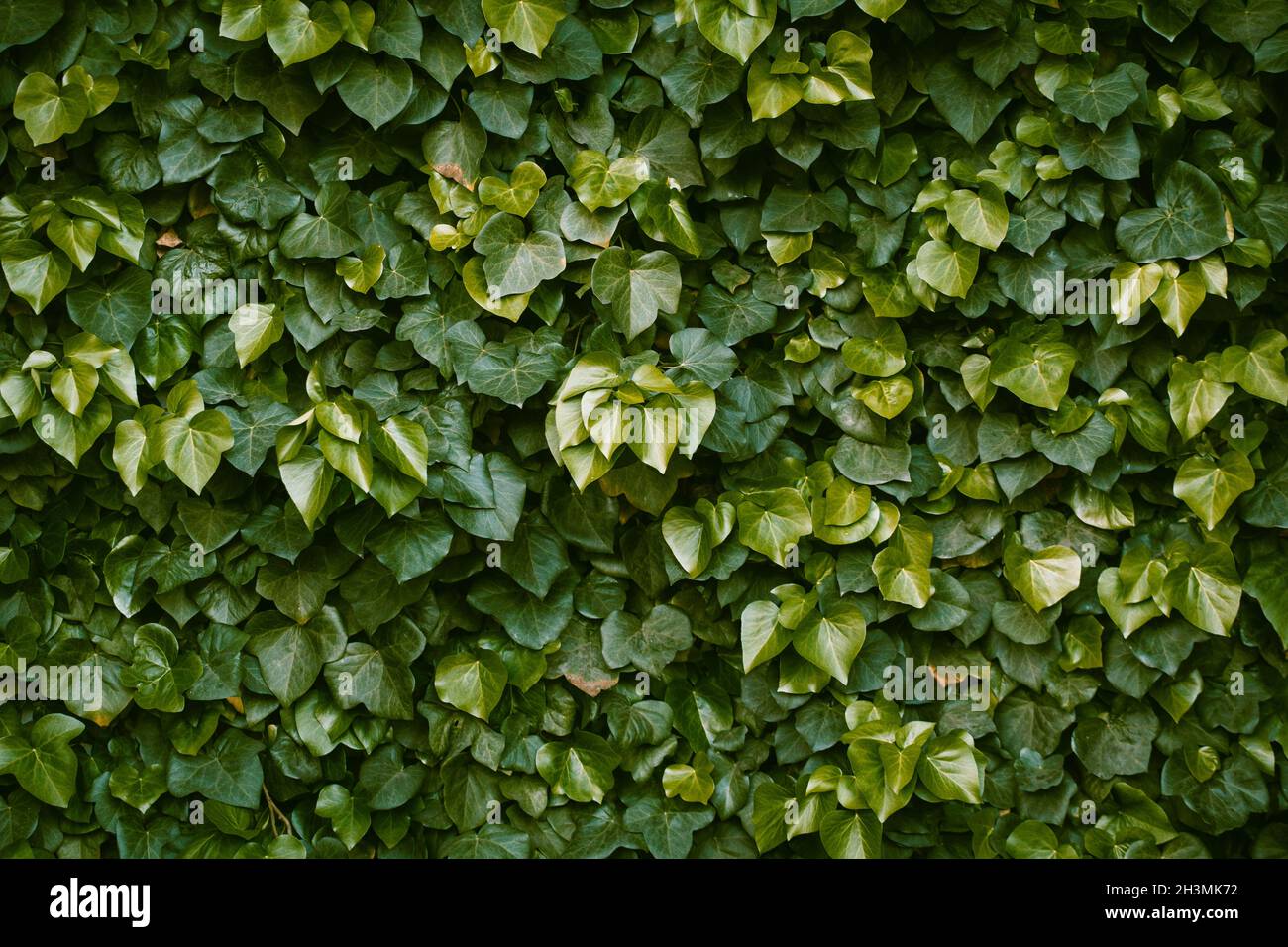Thick curly ivy. Hedera Helix ivy. Green floral background. Green plant ...