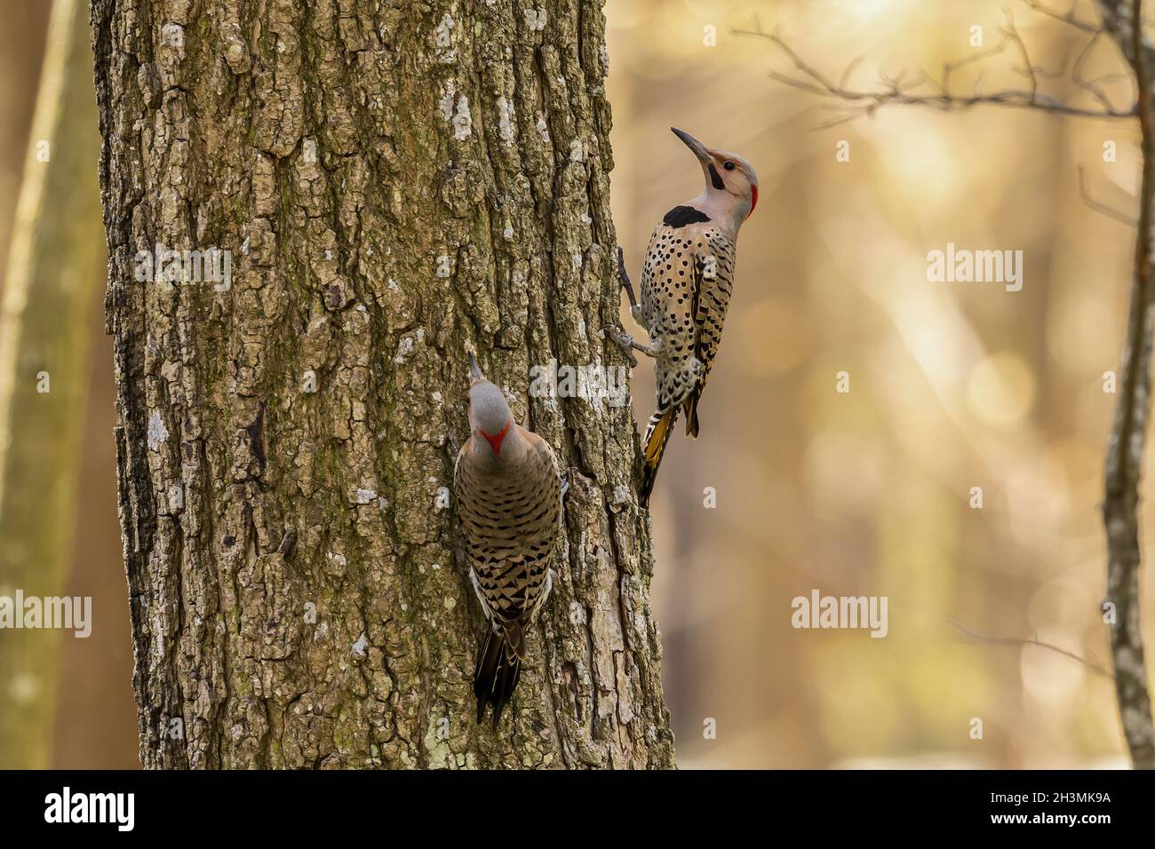 Northern flicker pair hi-res stock photography and images - Alamy