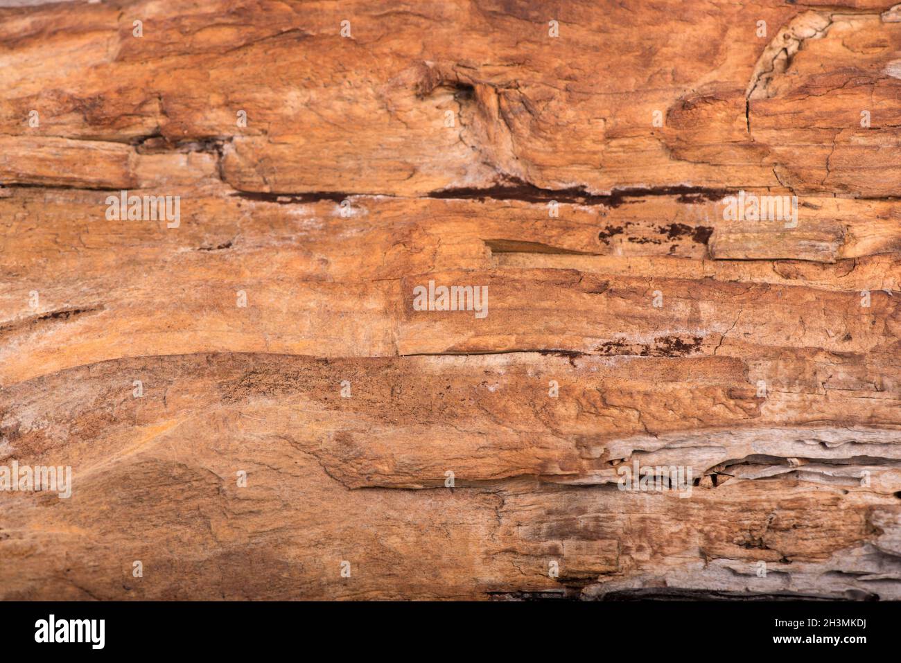 texture of bark wood use as natural background Stock Photo - Alamy