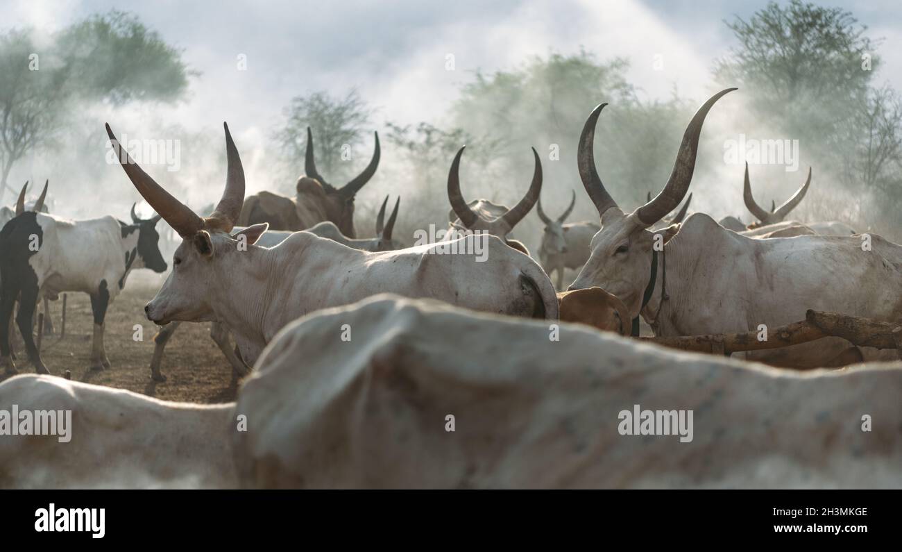 African cattle grazing on pasture Stock Photo - Alamy