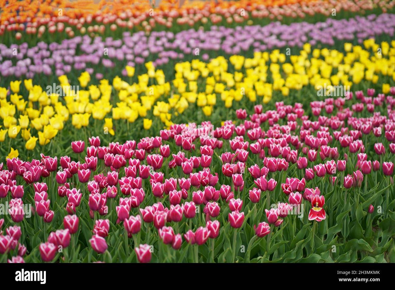 Landscape with tulip field. Tulip field in spring. Mix color tulip ...