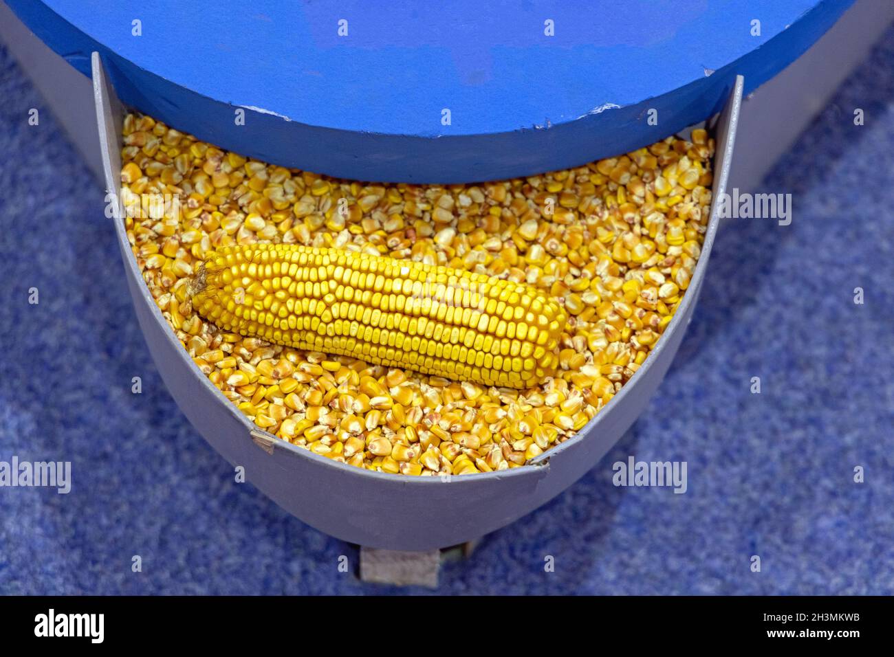 One Corn Cob and Yellow Maize Seeds Farm Harvest Stock Photo - Alamy