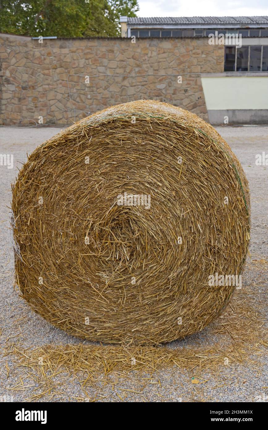 One Big Hay Bale Hay Silage Roll at Farm Stock Photo - Alamy