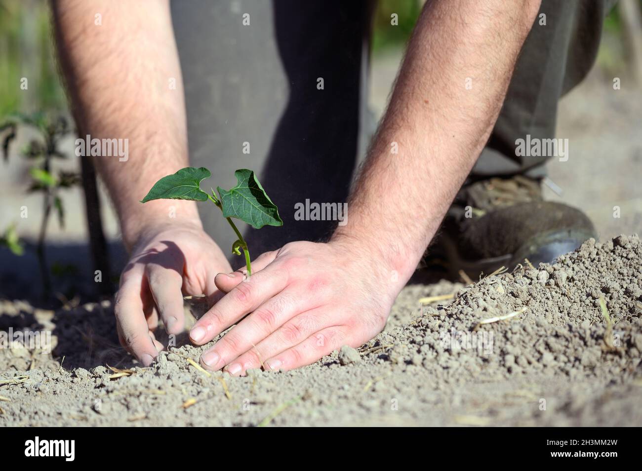 Man hands, holding seed tree for planting into soil Stock Photo - Alamy