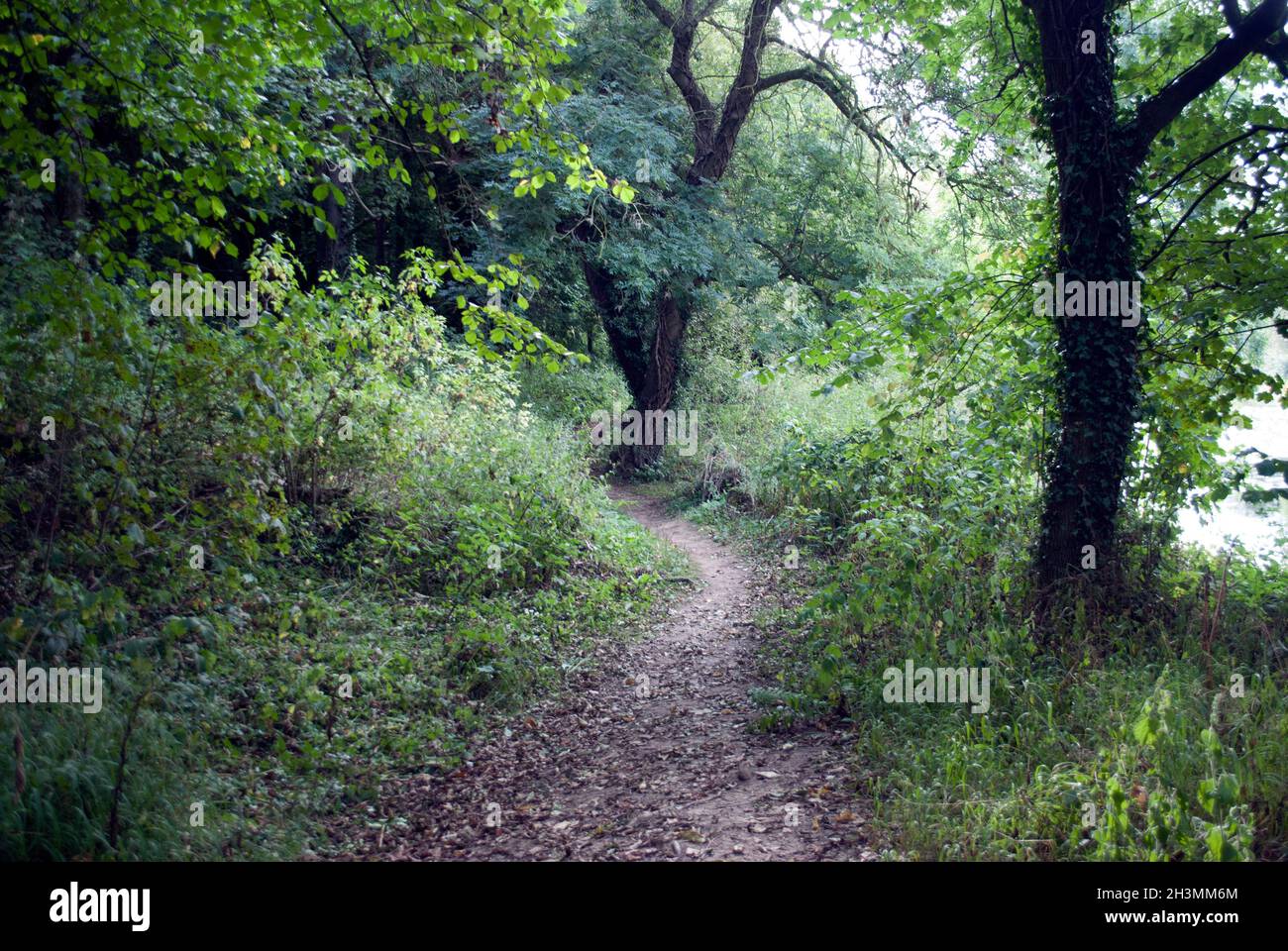 Teesdale Way walk wooded path by River Tees in Middle One Row ...