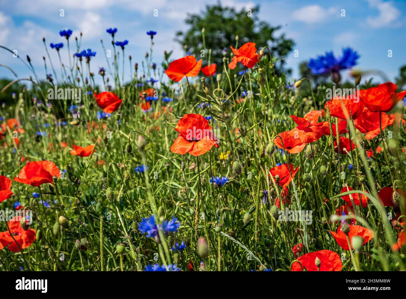 Red and blue flowers in the summer Stock Photo - Alamy