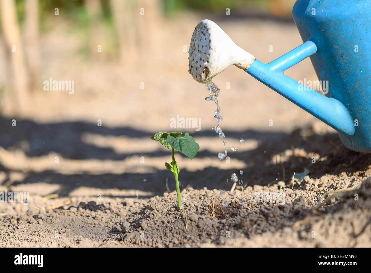 Sprouts watered from a watering can Stock Photo - Alamy