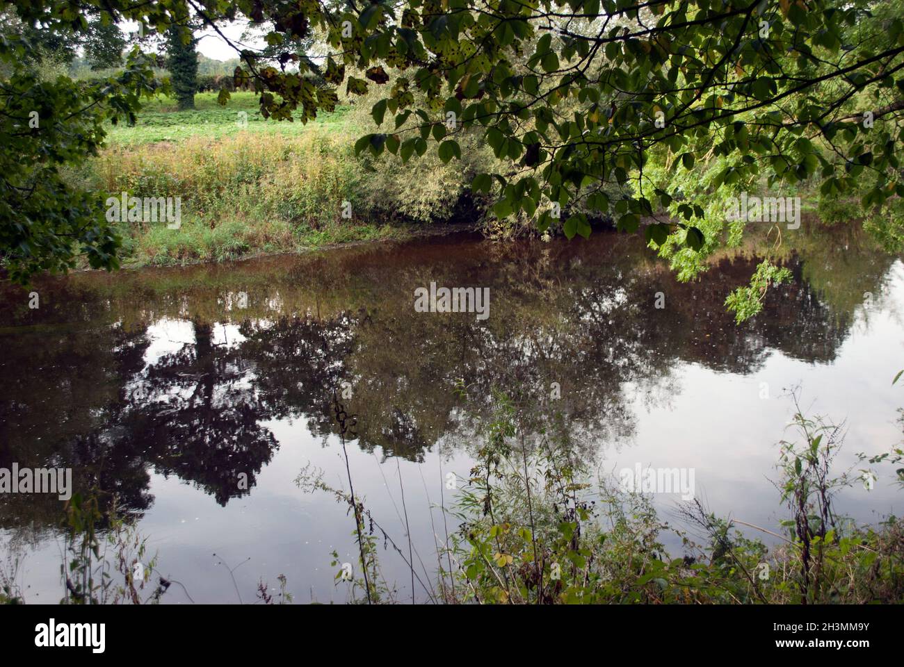 River Tees from Teesdale Way walk wooded path by River Tees in Middle ...